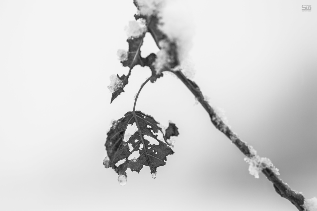 Bye bye Atumn - Simone Genovese