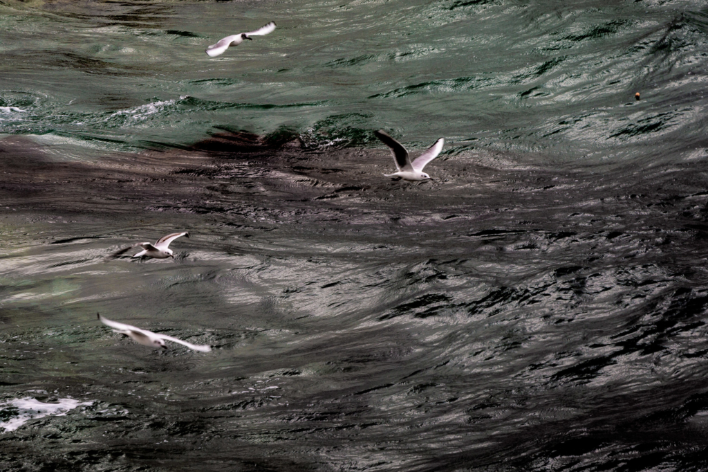 Fly over sea - Simone Genovese